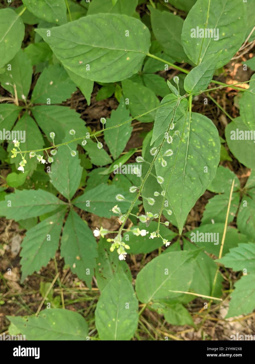 broadleaf enchanter's nightshade (Circaea canadensis Stock Photo - Alamy