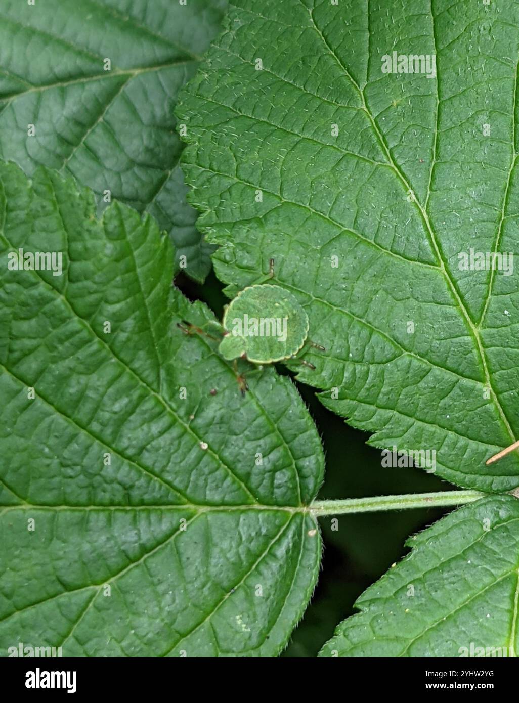 Green Shield Bug (Palomena prasina Stock Photo - Alamy