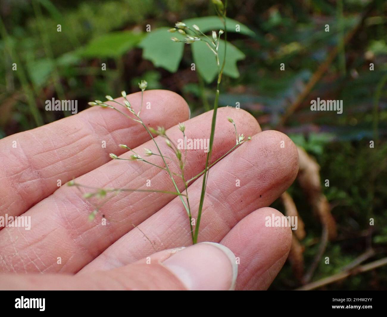 Small-flower Woodrush (Luzula parviflora Stock Photo - Alamy