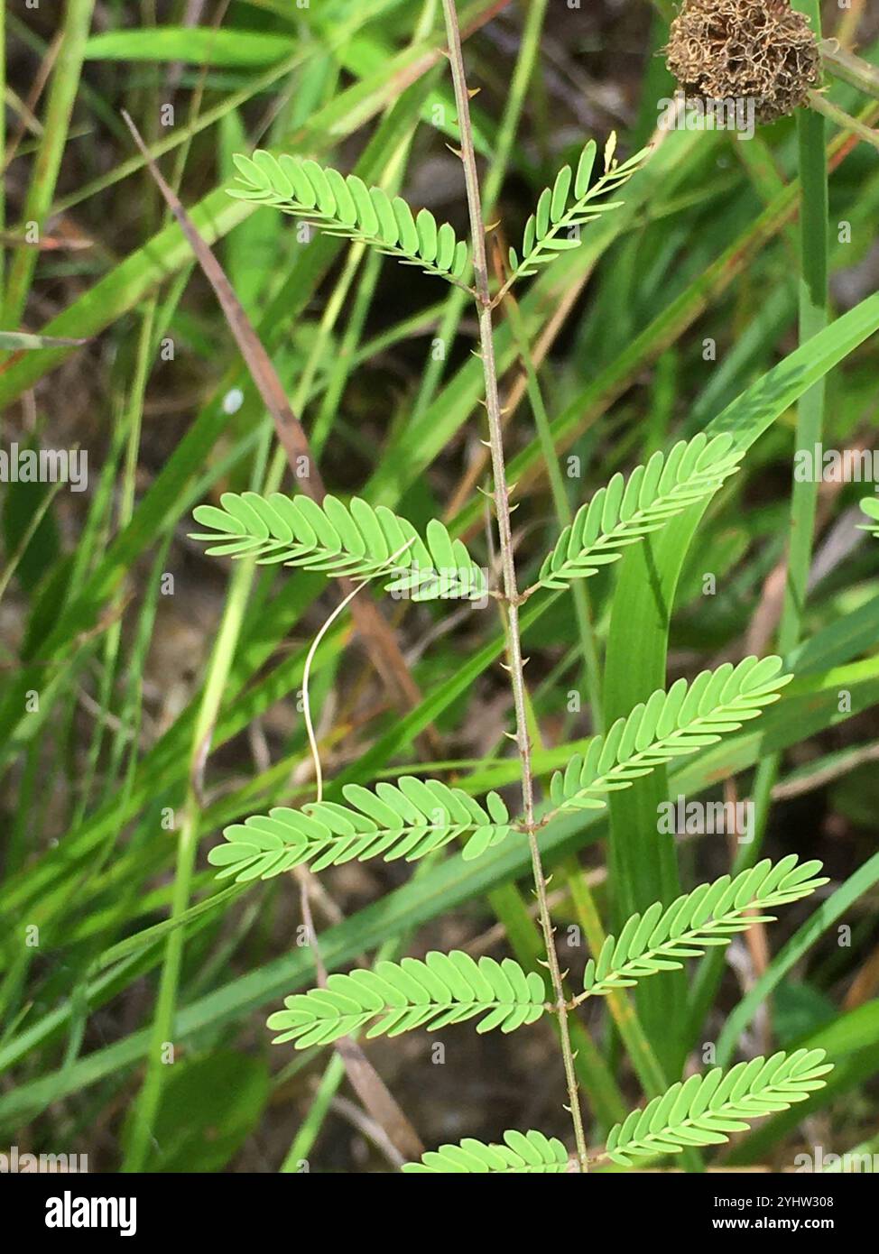 Sensitive briar hi-res stock photography and images - Alamy