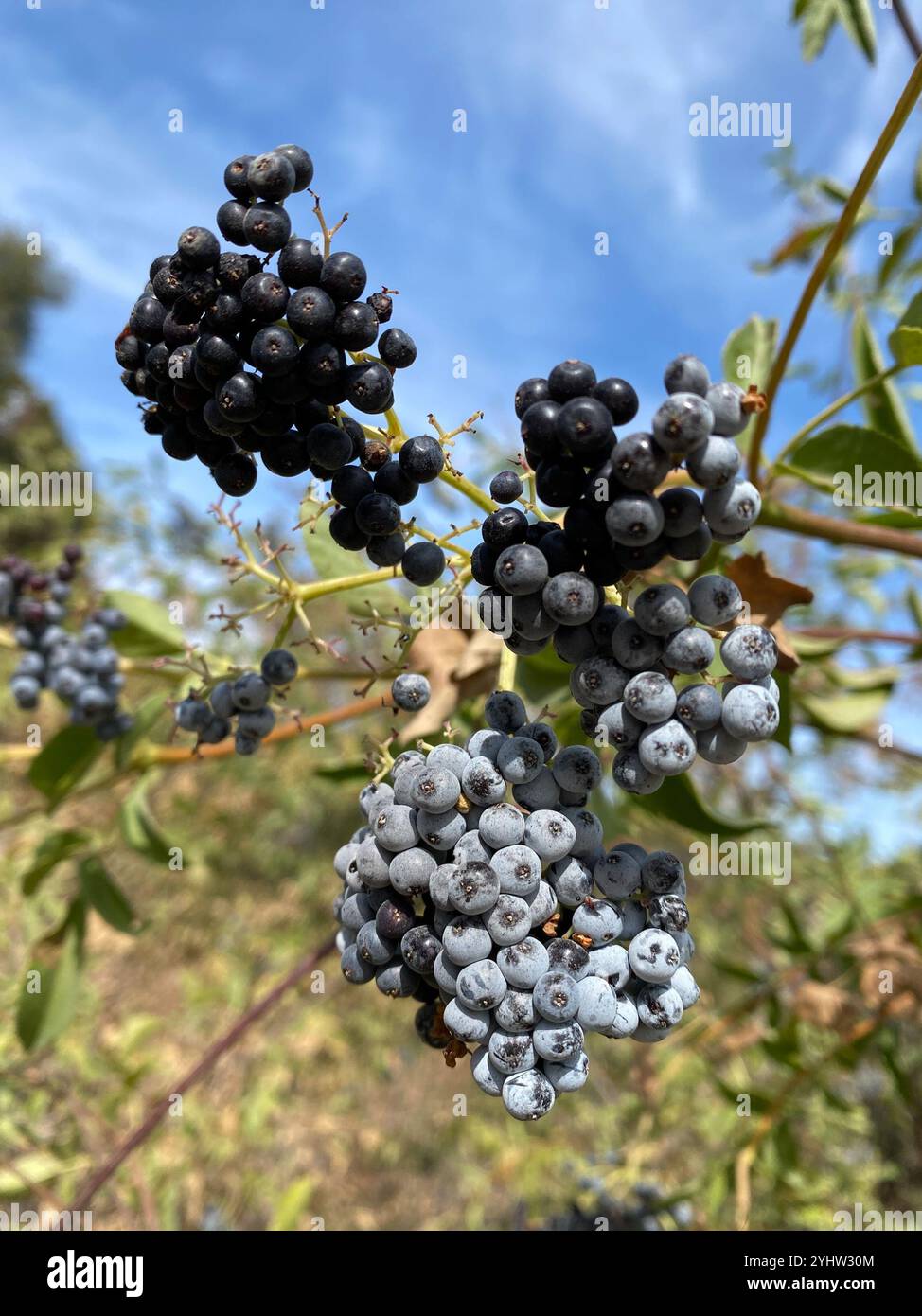 blue elder (Sambucus cerulea Stock Photo - Alamy
