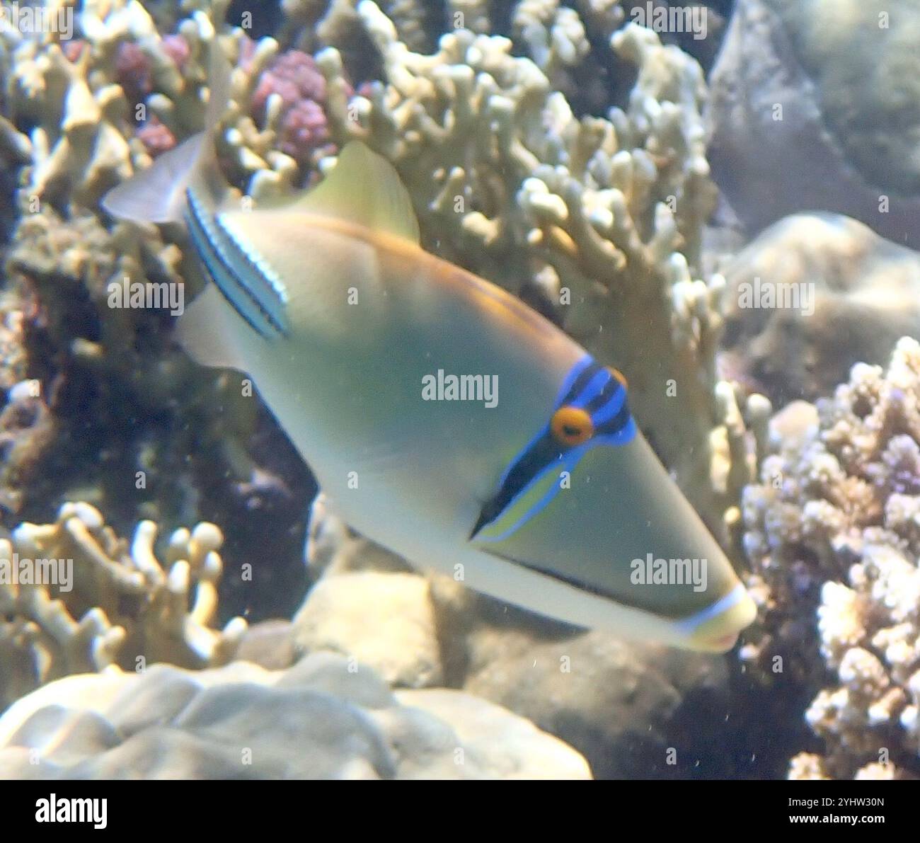 Arabian picasso hi-res stock photography and images - Alamy