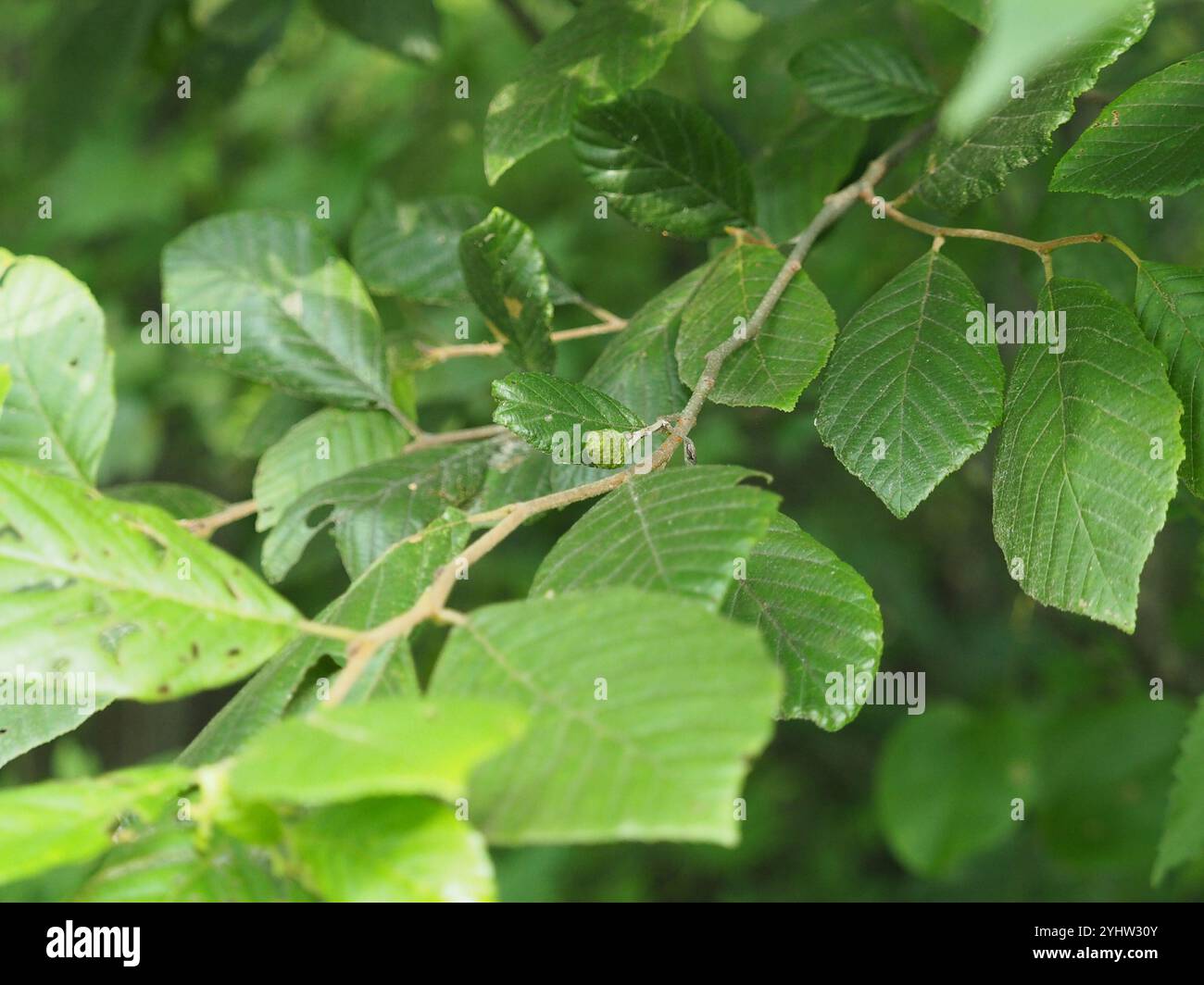 smooth alder (Alnus serrulata Stock Photo - Alamy