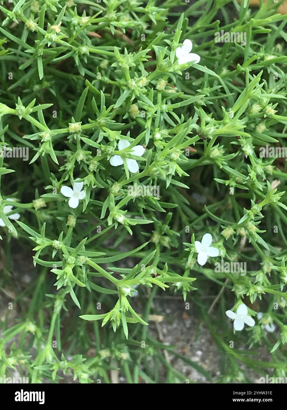 Rust Weed (Polypremum procumbens Stock Photo - Alamy