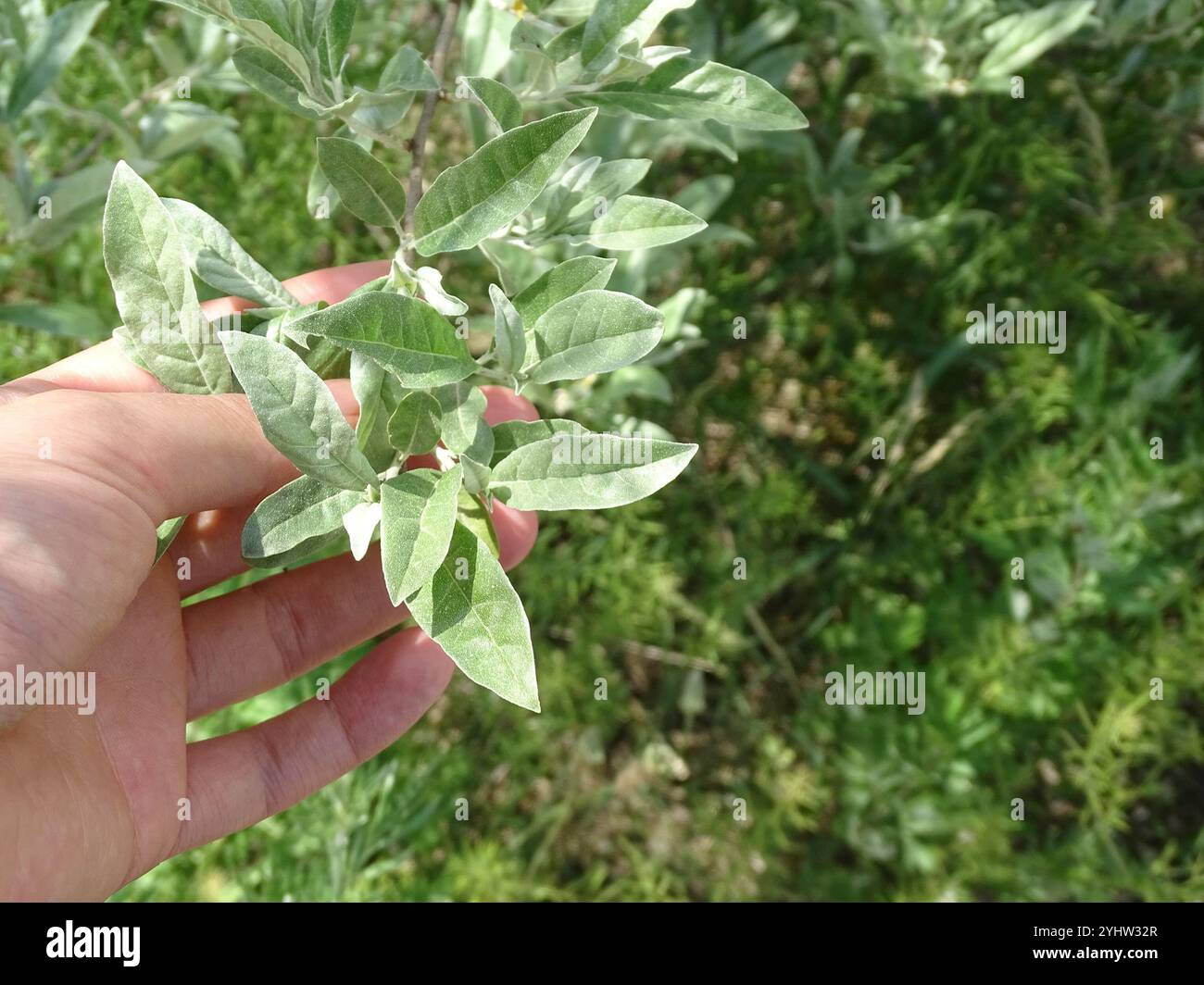 autumn olive (Elaeagnus umbellata Stock Photo - Alamy