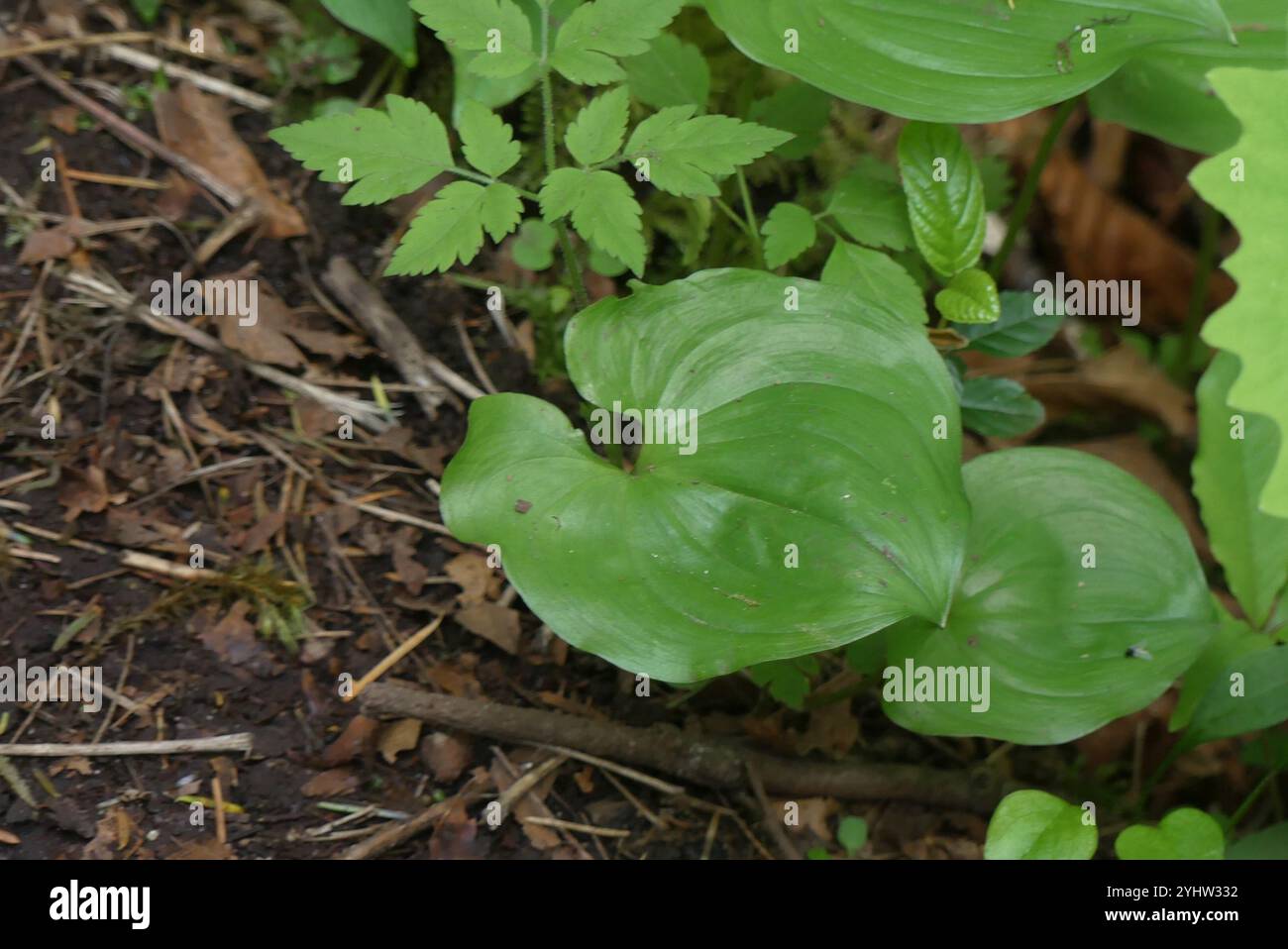 Western Lily of the Valley (Maianthemum dilatatum Stock Photo - Alamy