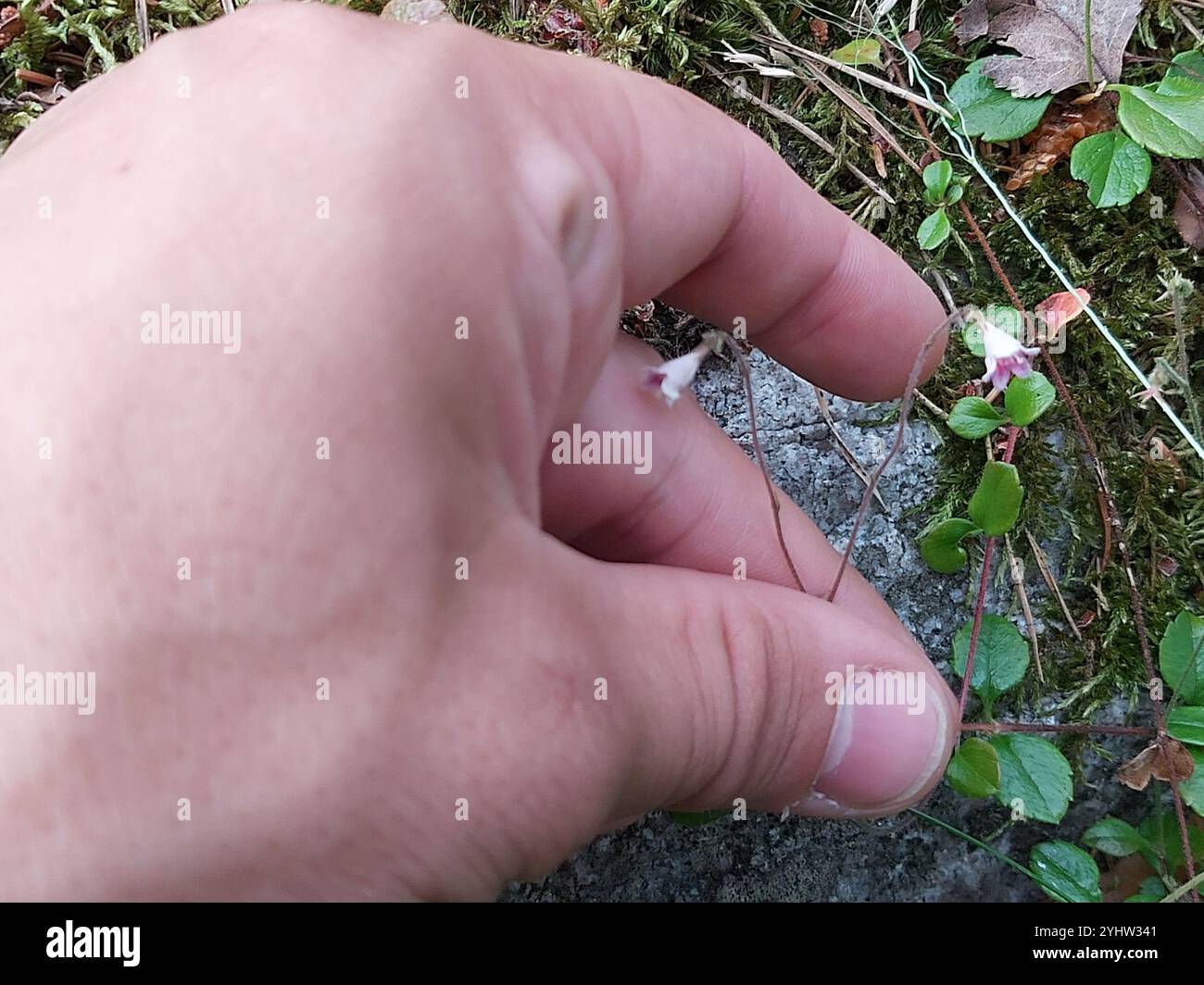 Twinflower (Linnaea borealis Stock Photo - Alamy
