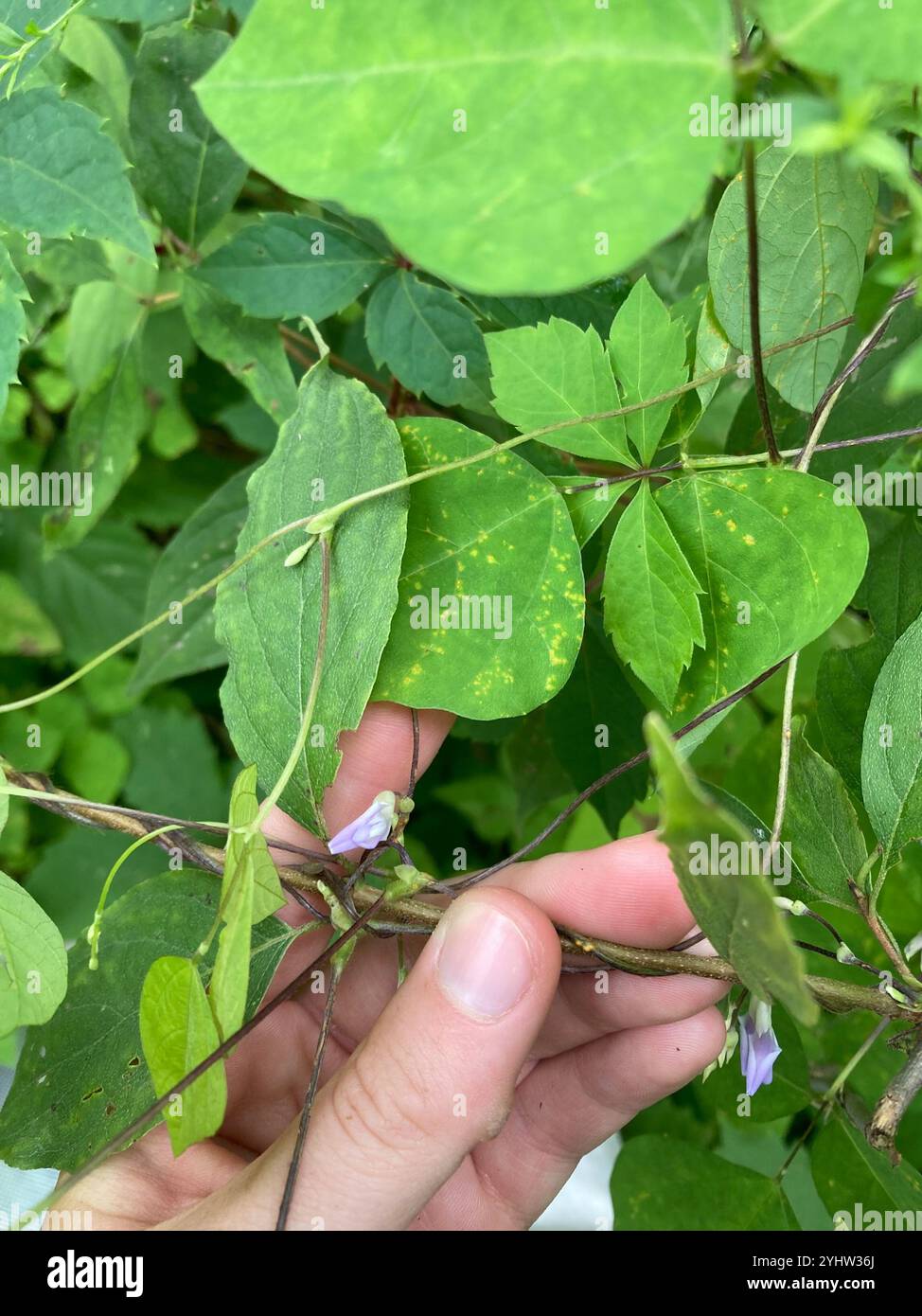 American hog-peanut (Amphicarpaea bracteata Stock Photo - Alamy
