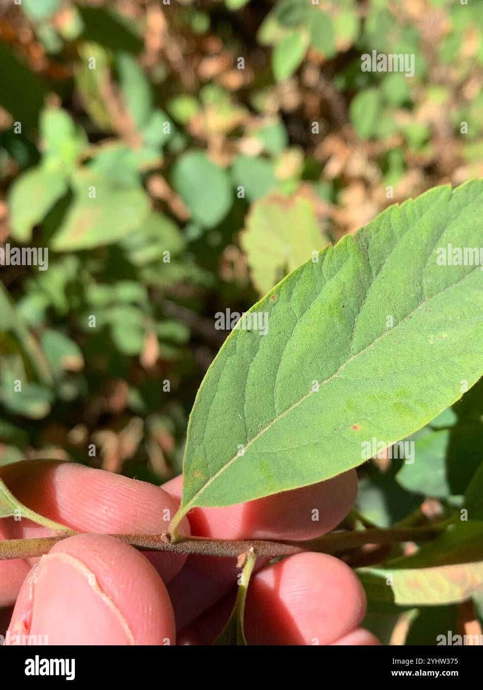Pyramidal Spirea (Spiraea × pyramidata Stock Photo - Alamy