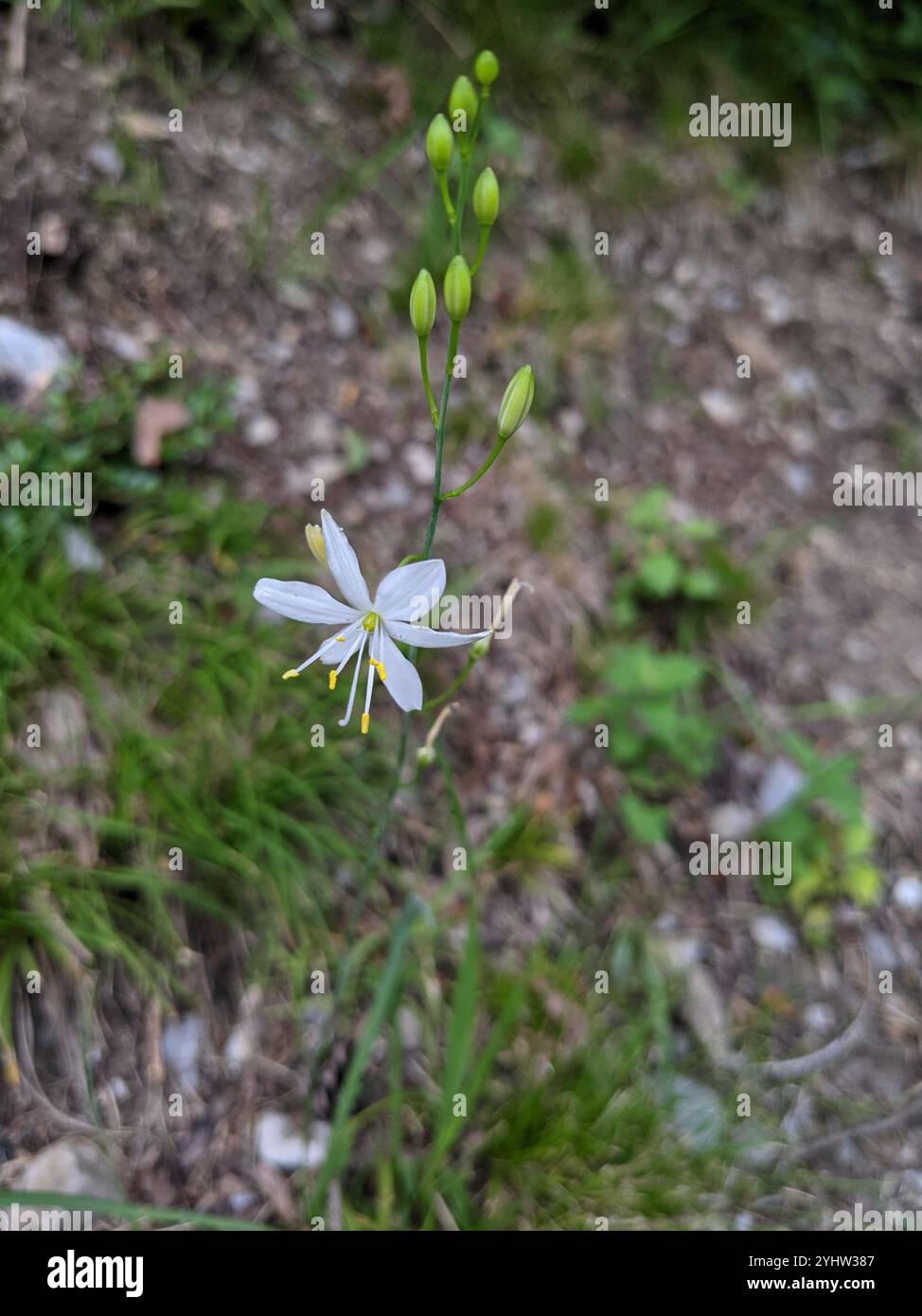 St Bernard's Lily (Anthericum liliago Stock Photo - Alamy