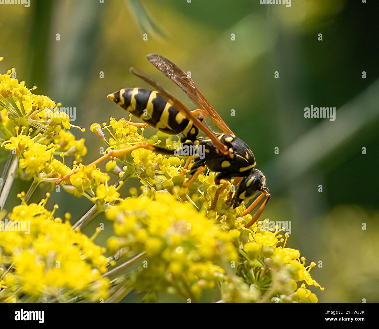 European Paper Wasp (Polistes dominula Stock Photo - Alamy