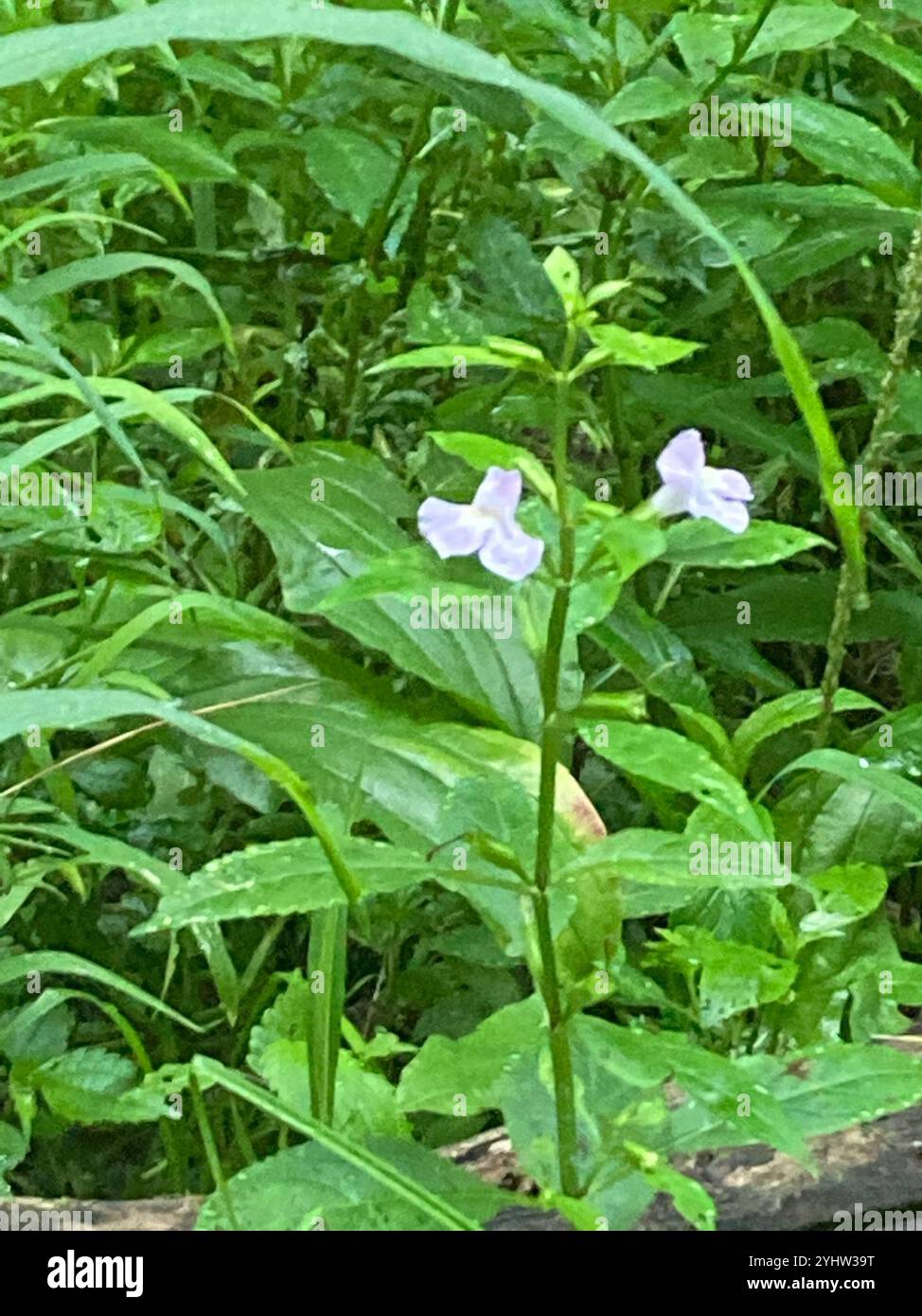 Sharpwing monkeyflower hi-res stock photography and images - Alamy