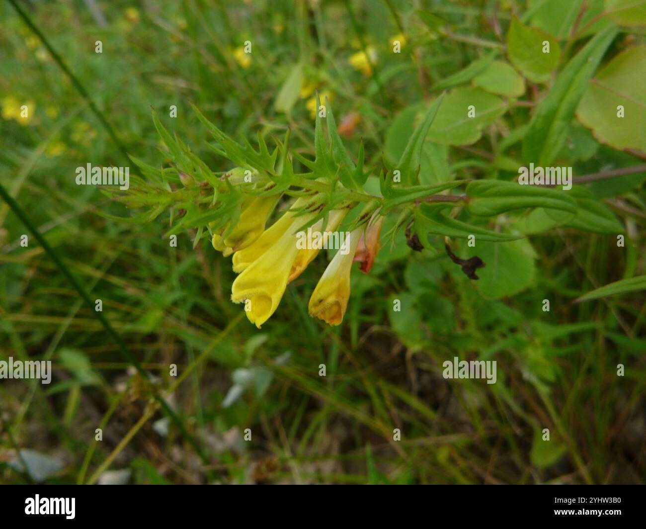 Common Cow-wheat (Melampyrum pratense Stock Photo - Alamy
