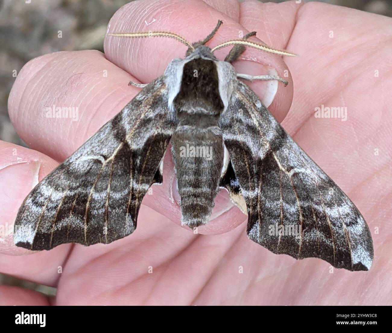 One eyed sphinx hi-res stock photography and images - Alamy