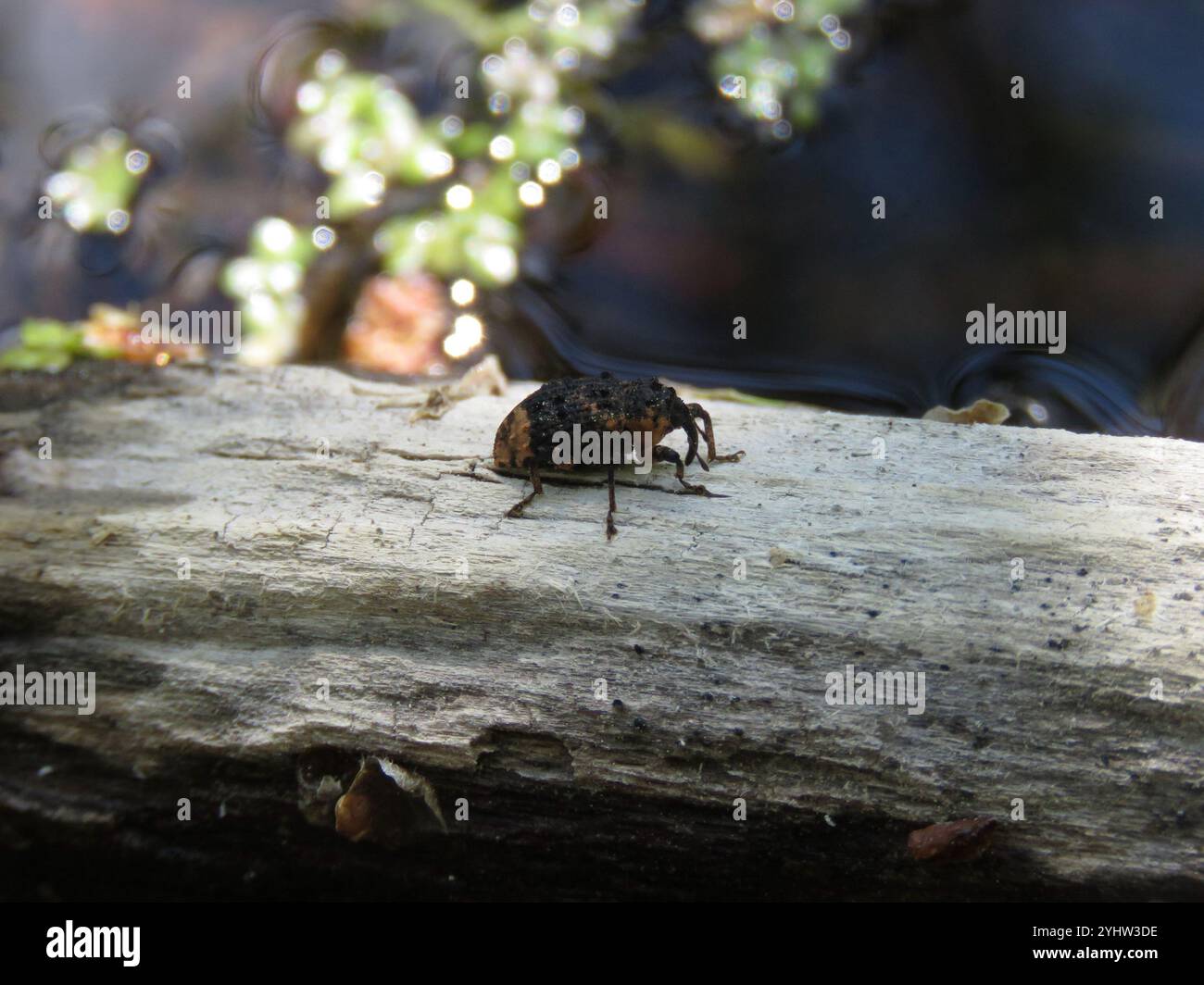 Poplar and willow borer hi-res stock photography and images - Alamy