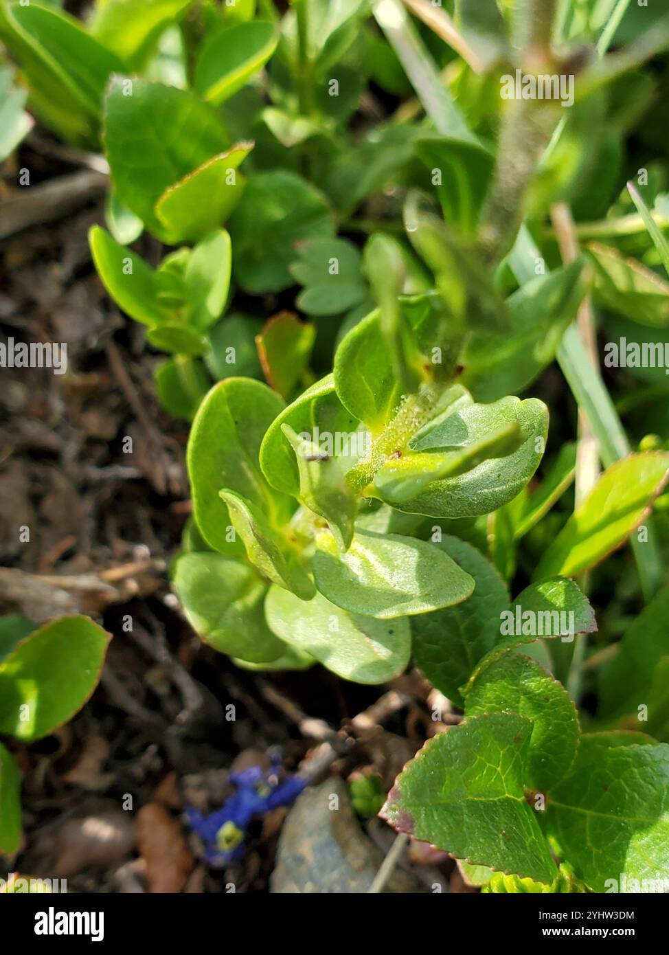 Cusick's speedwell hi-res stock photography and images - Alamy