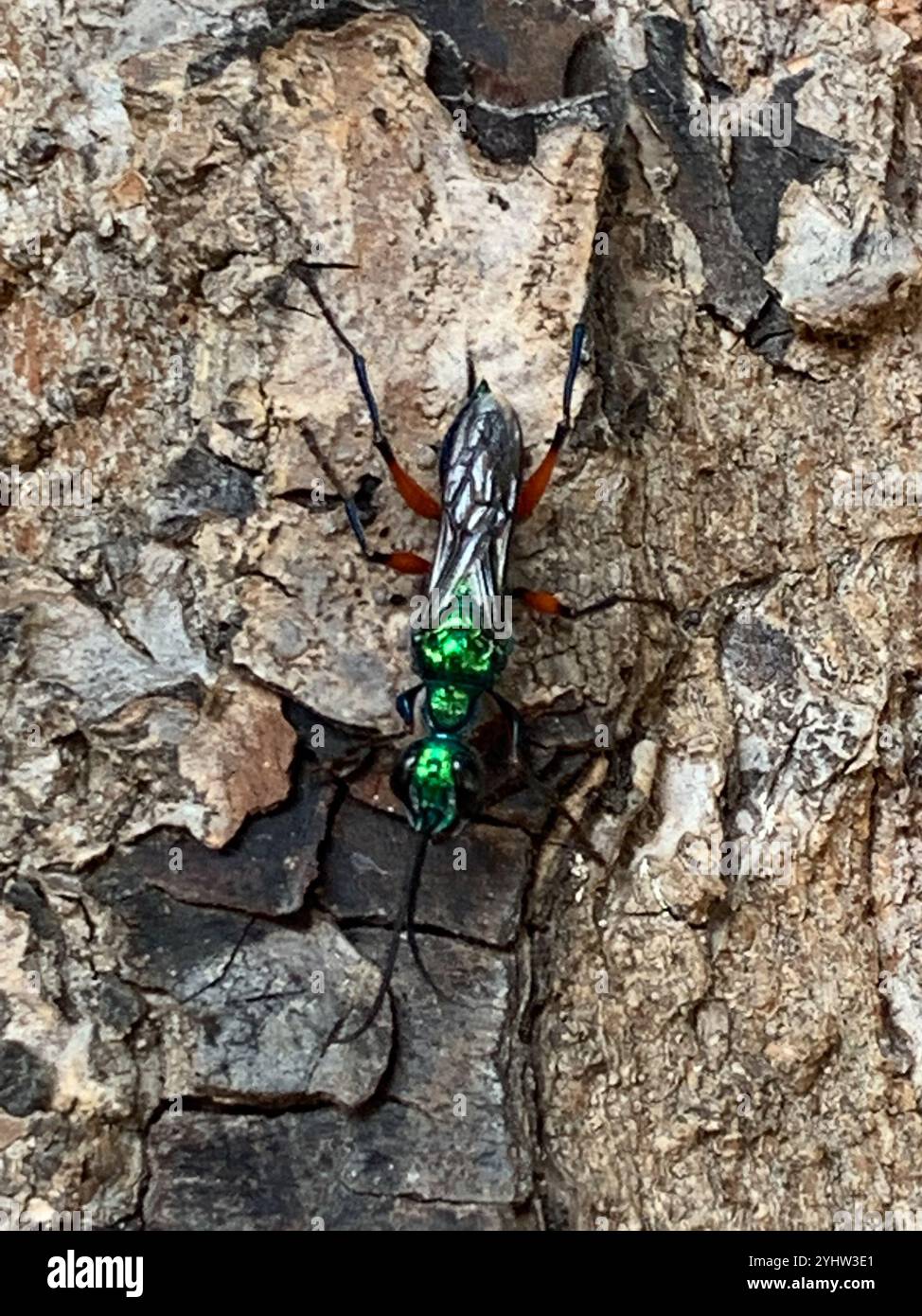 Emerald Cockroach Wasp (Ampulex compressa Stock Photo - Alamy
