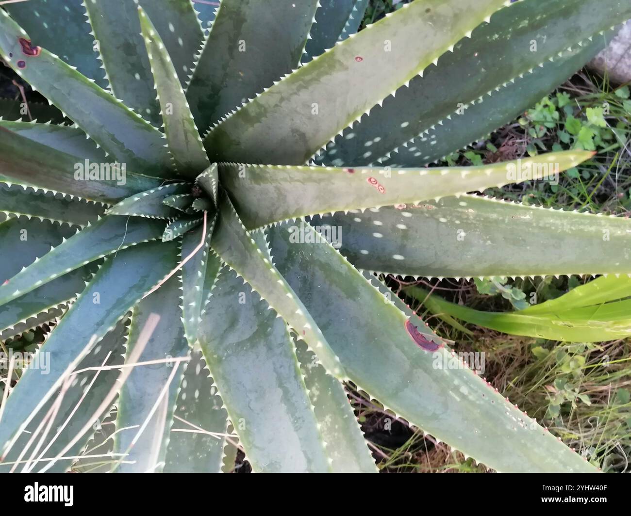 Aloe aloe succotrina hi-res stock photography and images - Alamy