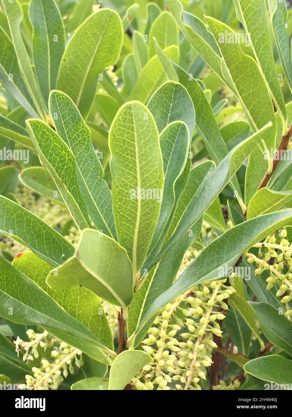 Swamp titi (Cyrilla racemiflora Stock Photo - Alamy