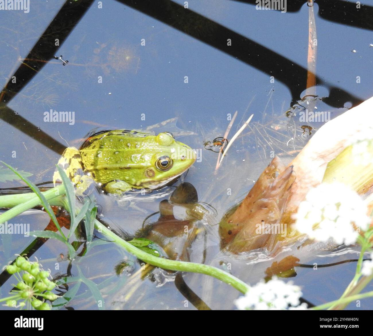 Pool frog complex and its kleptons (Pelophylax lessonae Stock Photo - Alamy