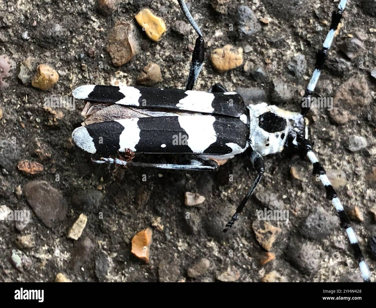 Banded Alder Borer (Rosalia funebris Stock Photo - Alamy