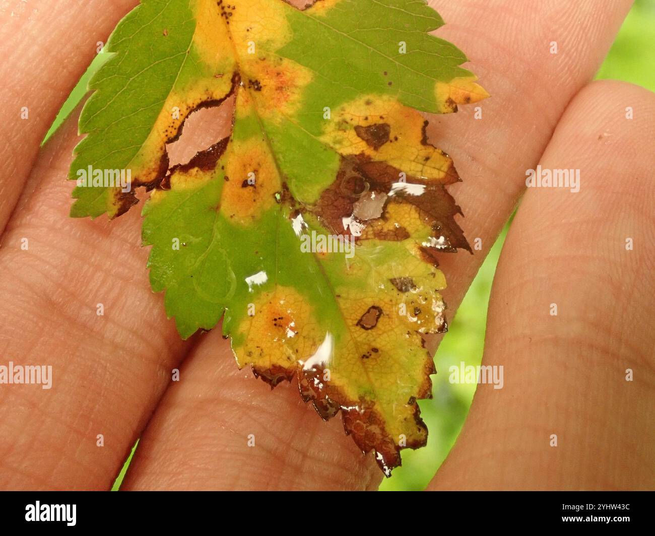 Juniper-hawthorn rust (Gymnosporangium globosum Stock Photo - Alamy