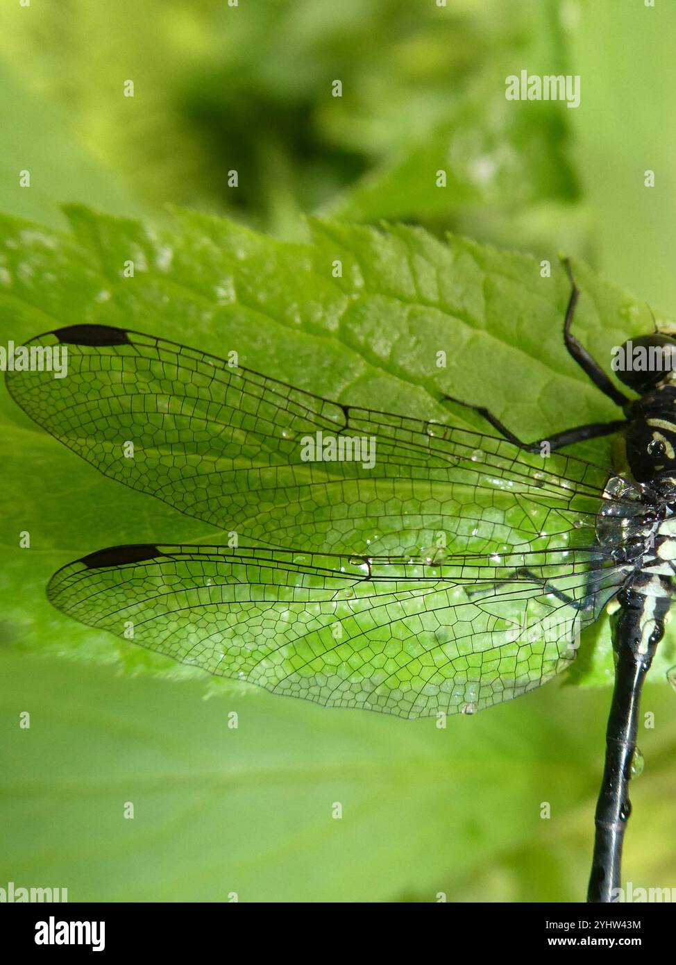 Northern Pygmy Clubtail (Lanthus parvulus Stock Photo - Alamy