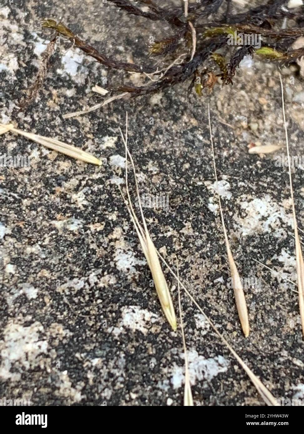 rattail sixweeks grass (Festuca myuros Stock Photo - Alamy