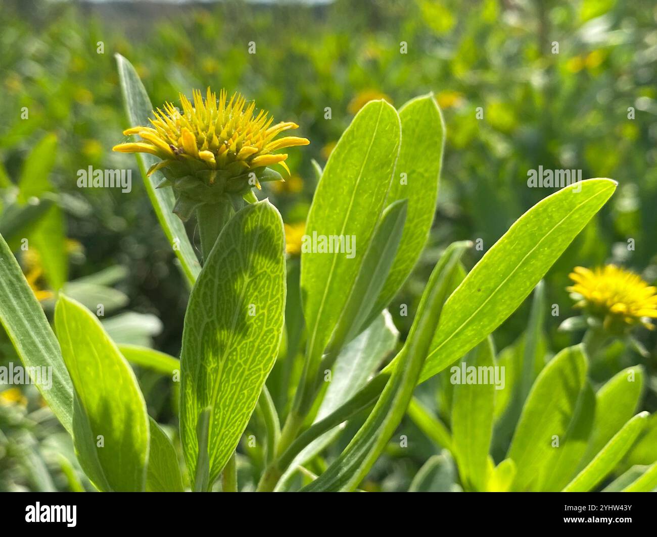 sea ox-eye (Borrichia frutescens Stock Photo - Alamy
