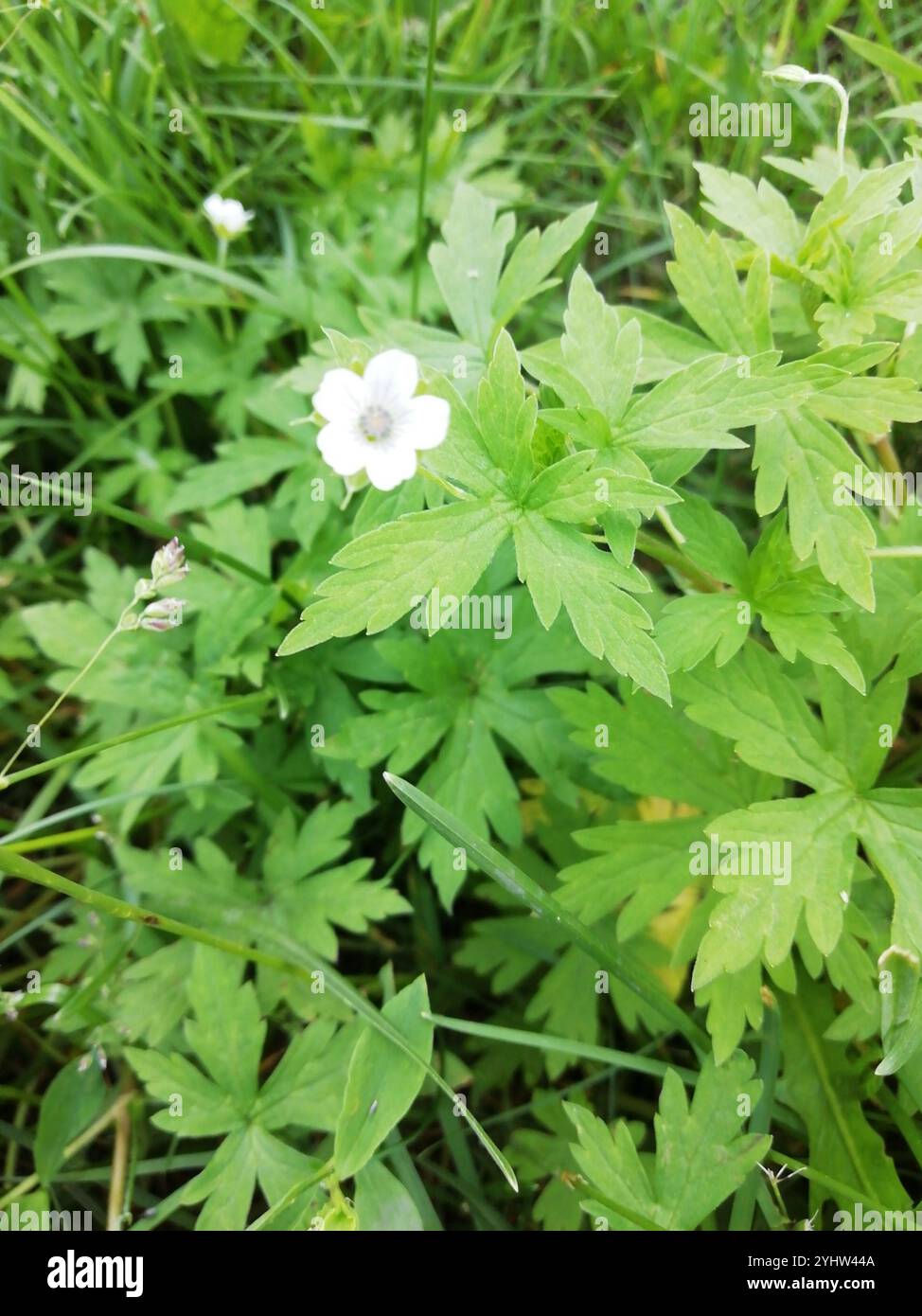 Siberian Crane's-bill (Geranium sibiricum Stock Photo - Alamy
