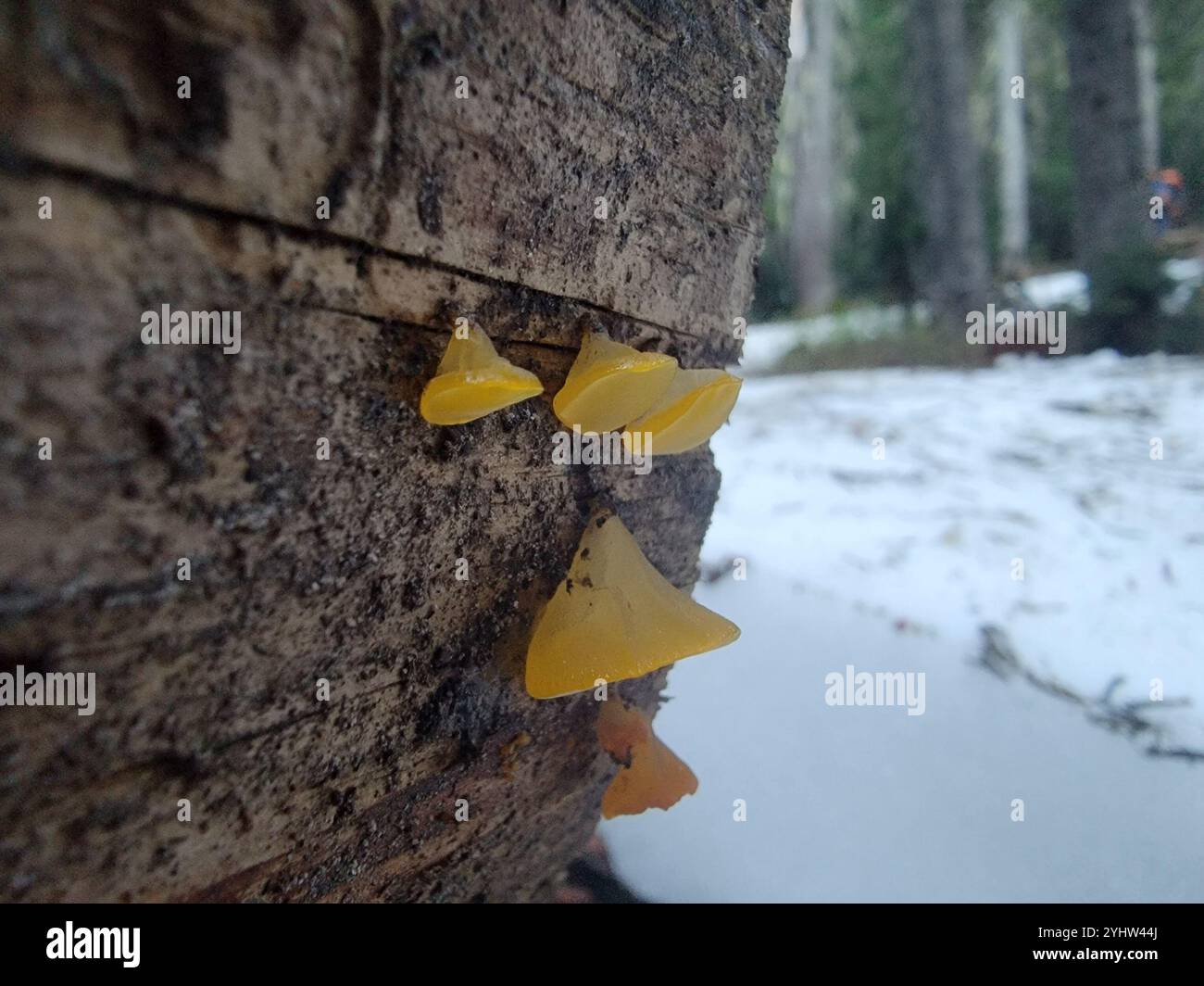 alpine jelly cone (Guepiniopsis alpina Stock Photo - Alamy