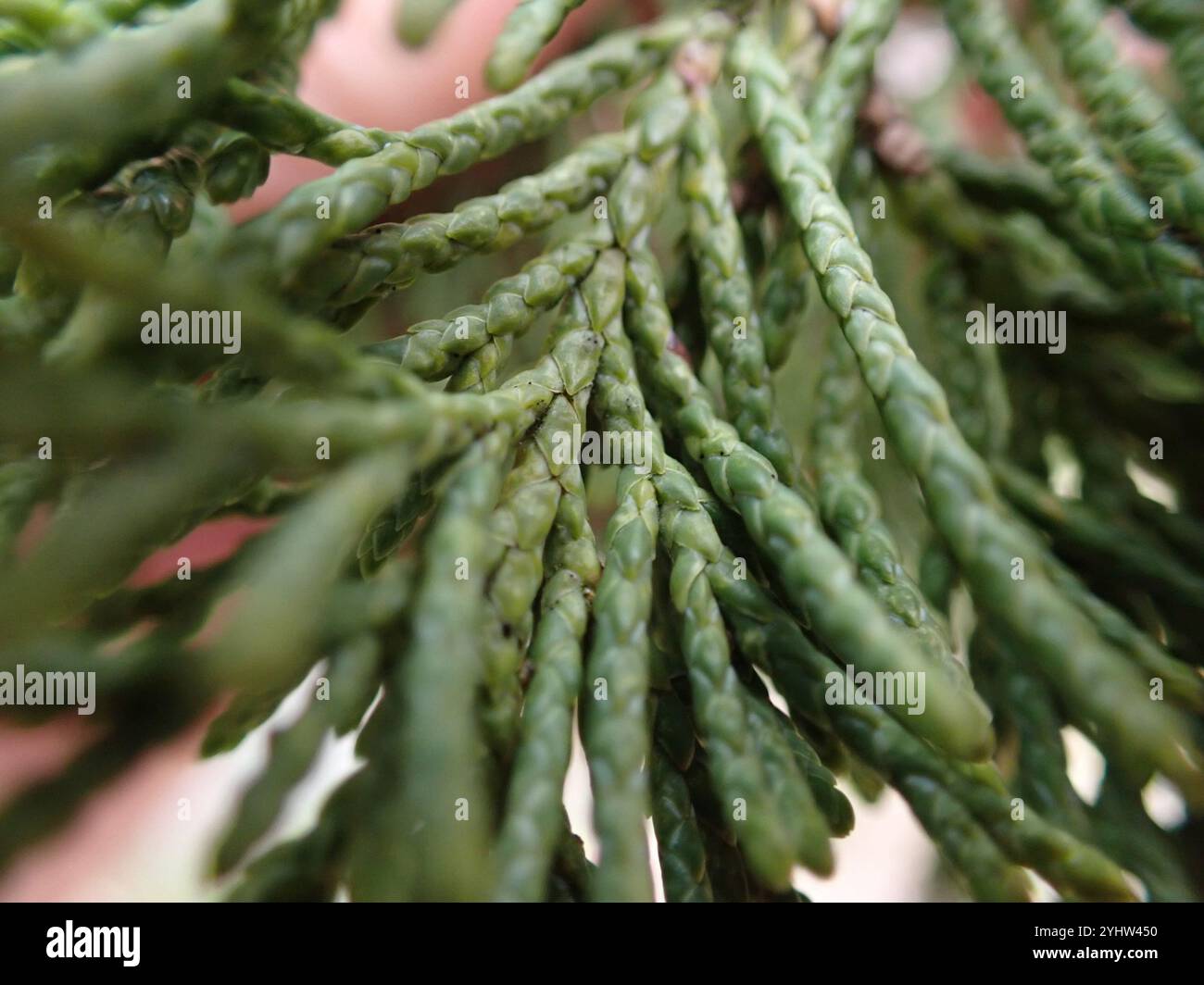 Seaside Juniper (Juniperus maritima Stock Photo - Alamy