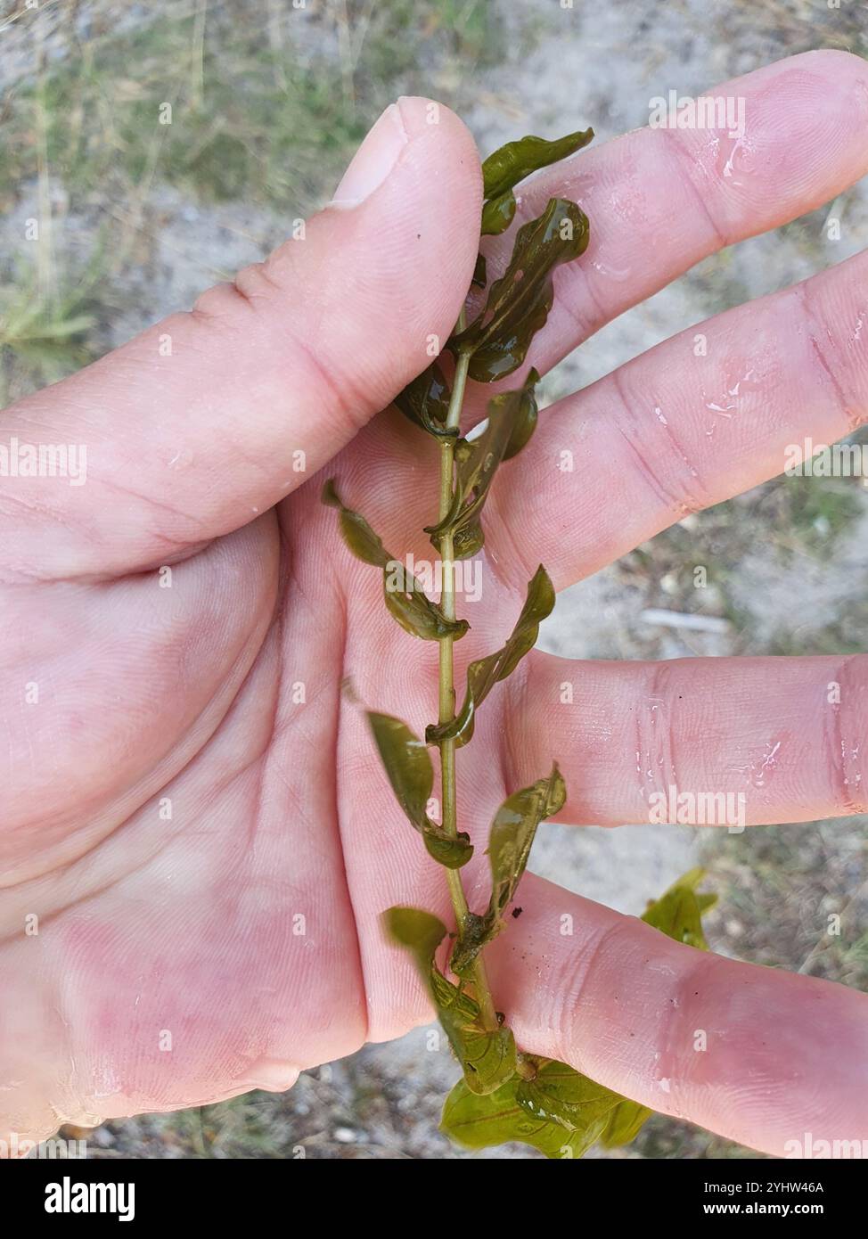 Perfoliate Pondweed (Potamogeton perfoliatus Stock Photo - Alamy