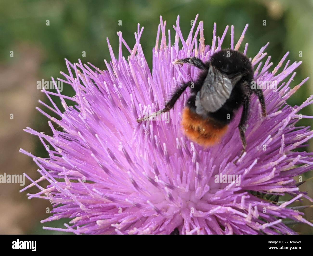 Red-tailed Bumble Bee (Bombus lapidarius Stock Photo - Alamy