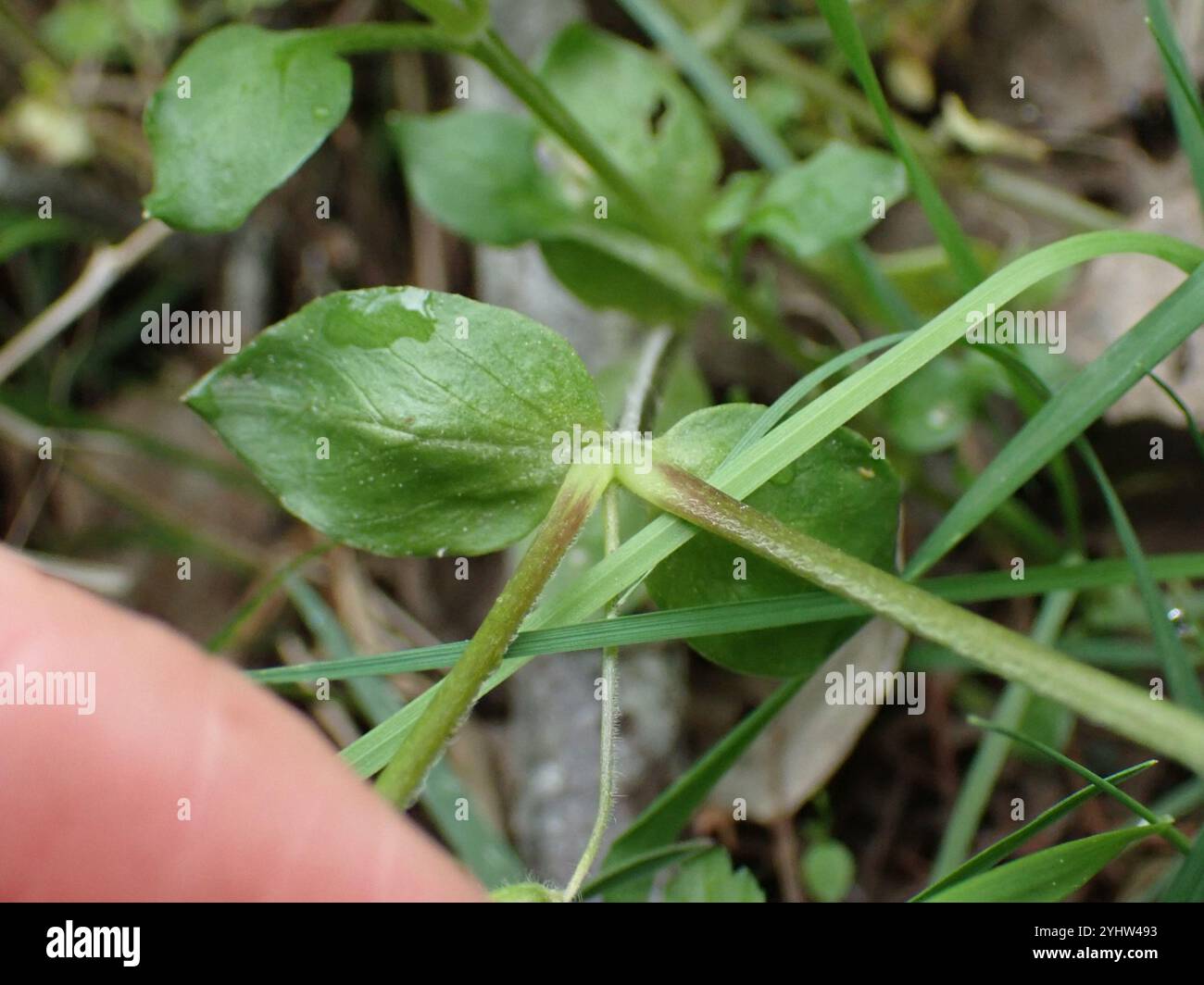 common chickweed (Stellaria media Stock Photo - Alamy