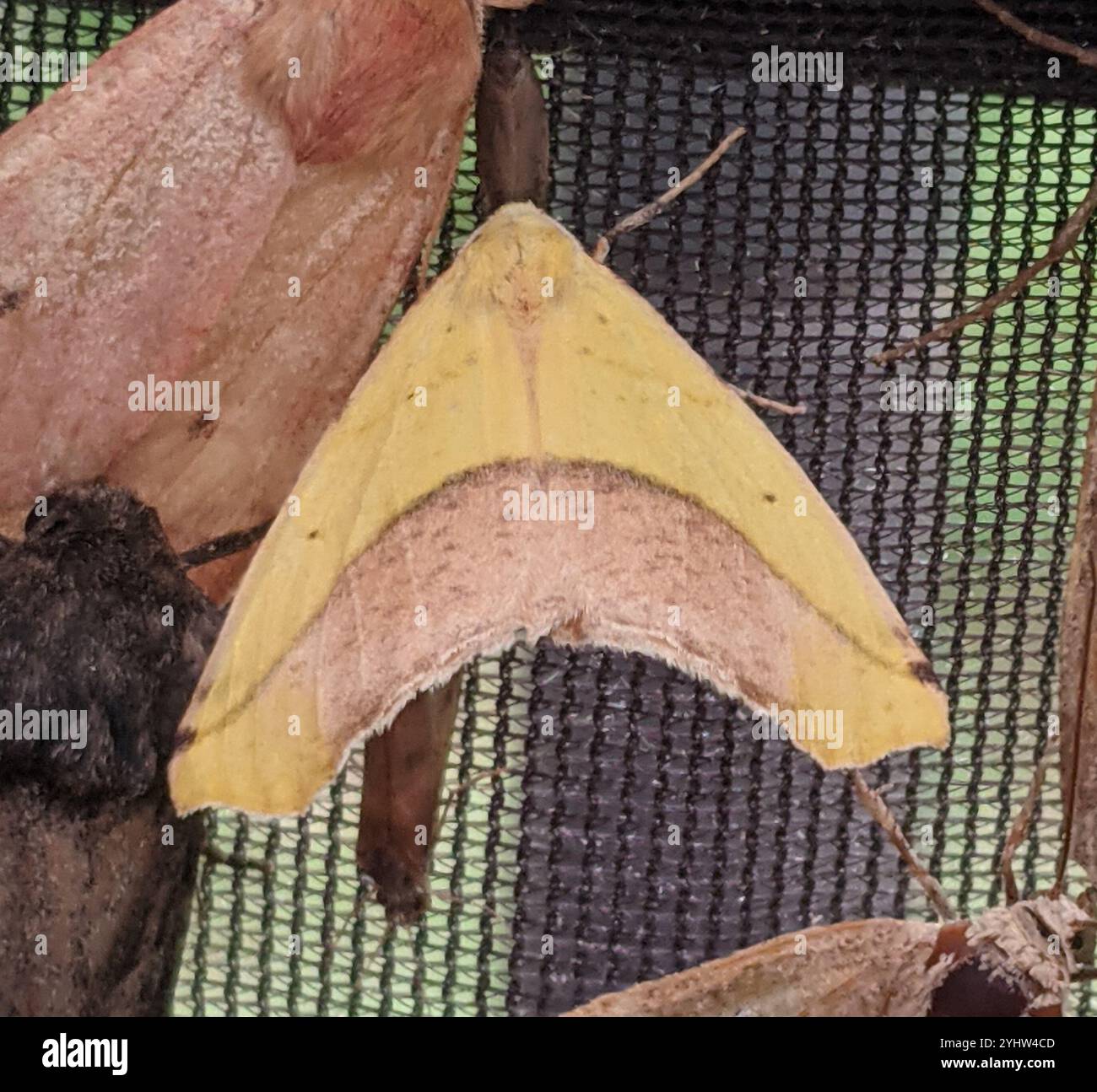 Sharp-lined Yellow (Sicya macularia Stock Photo - Alamy