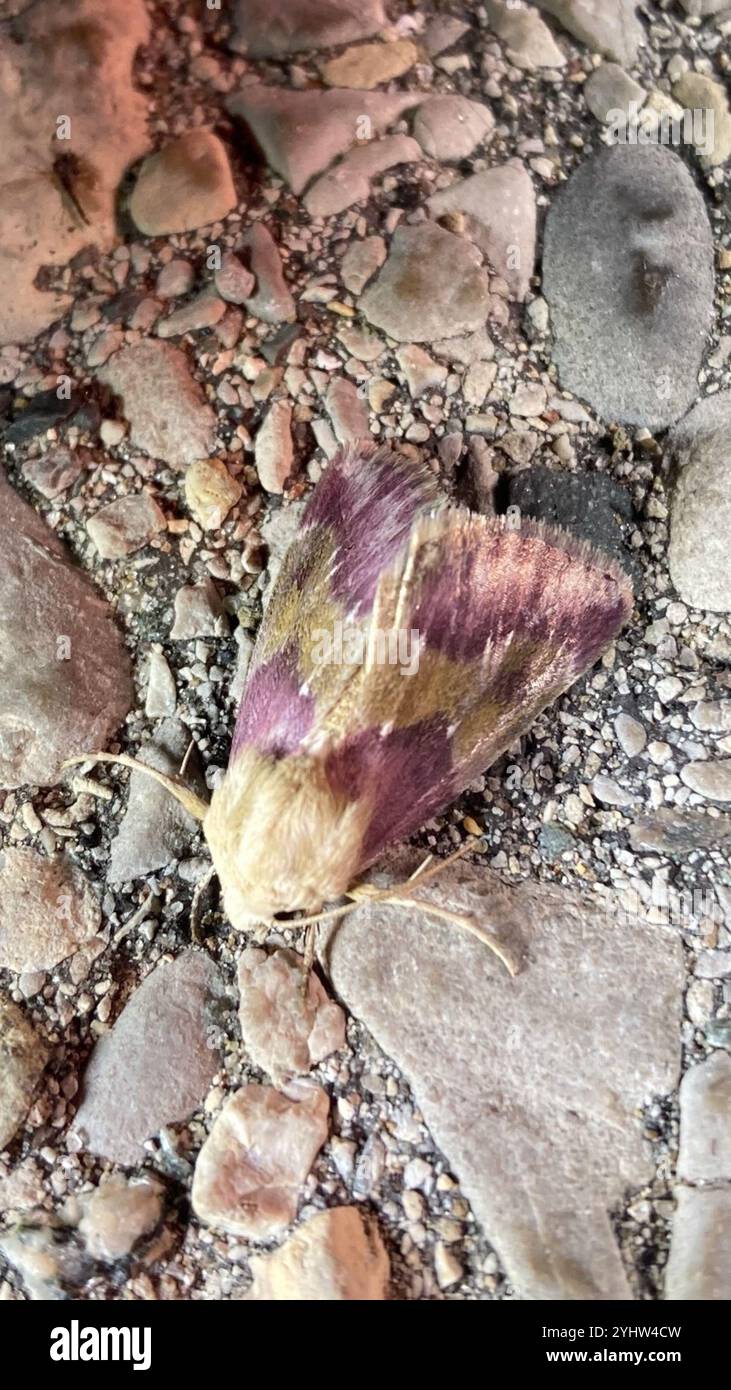 Bleeding Flower Moth (Schinia sanguinea Stock Photo - Alamy