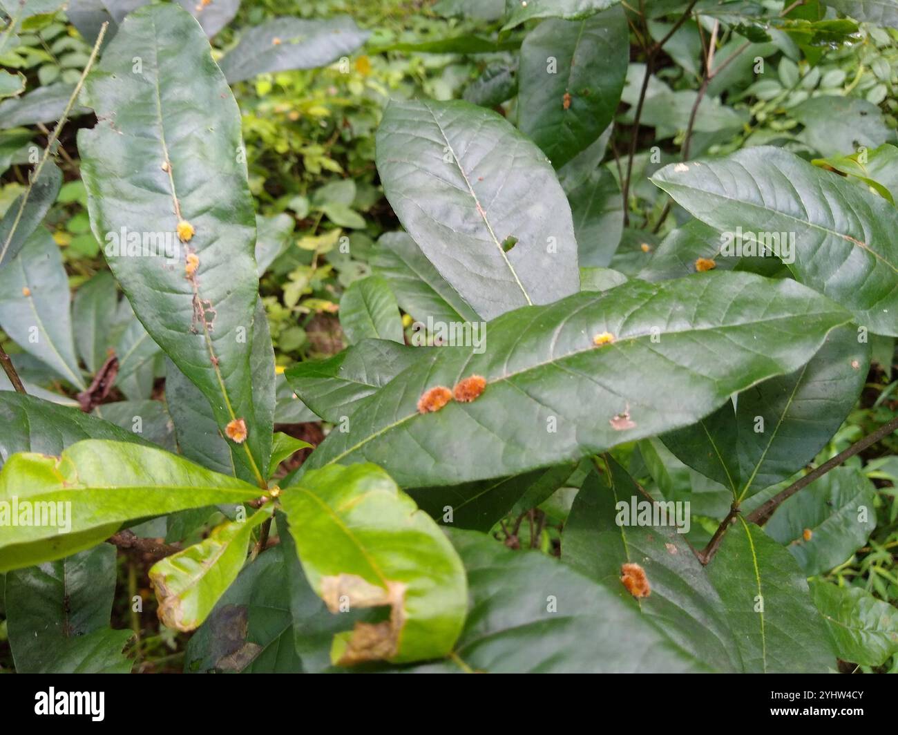 Furry Oak Leaf Gall Wasp (Callirhytis furva Stock Photo - Alamy