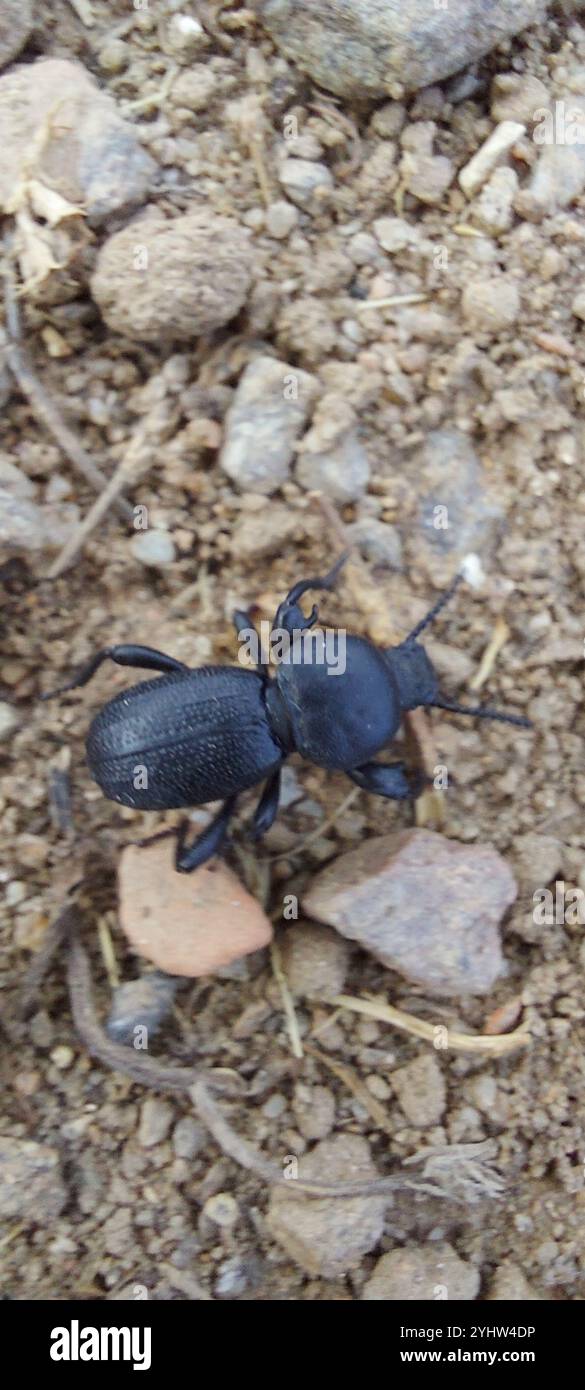 Scaurus hi-res stock photography and images - Alamy