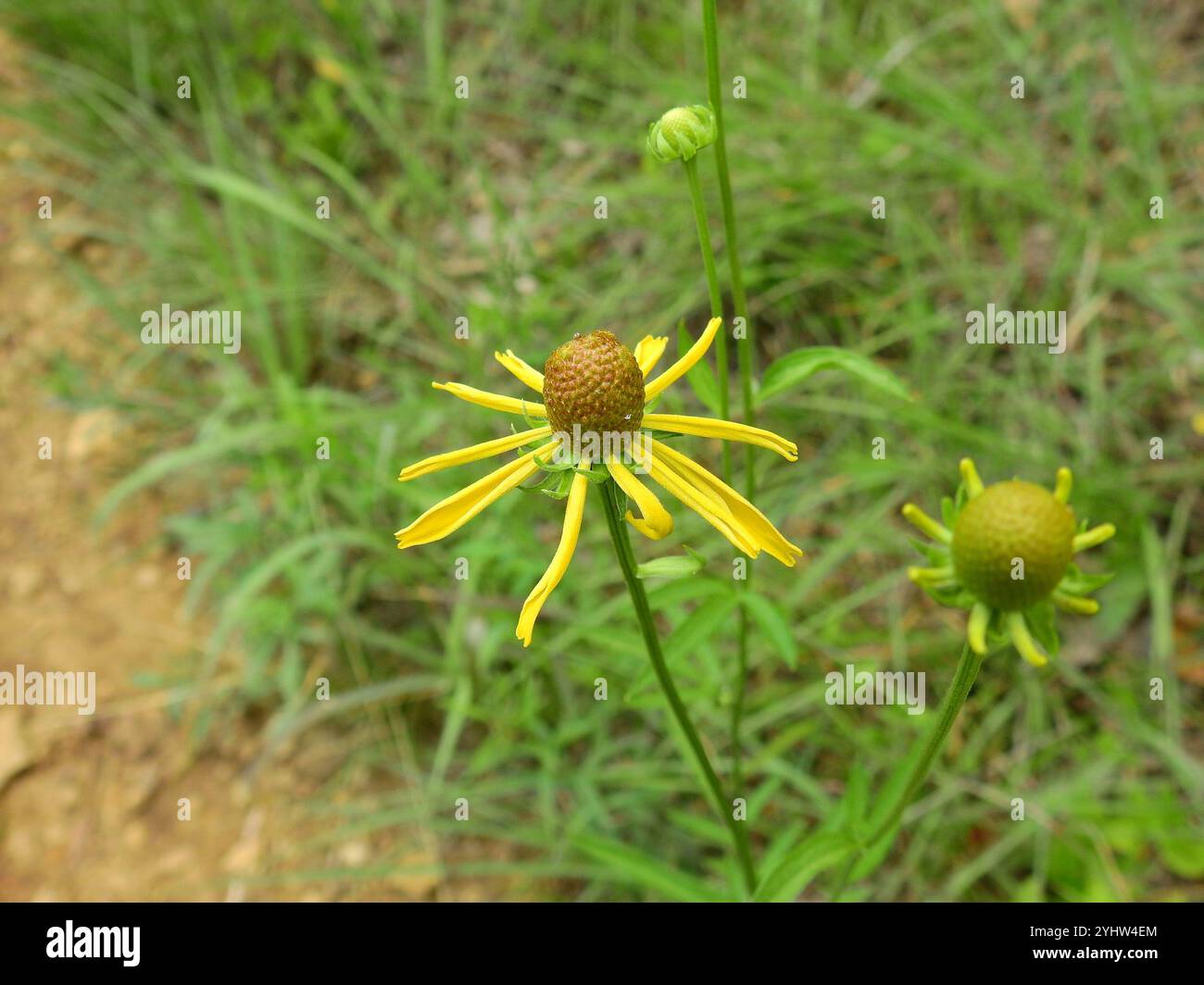 grey-headed coneflower (Ratibida pinnata Stock Photo - Alamy