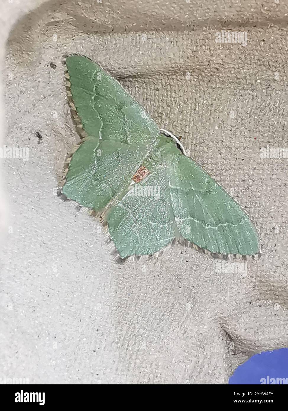 Common Emerald (Hemithea aestivaria Stock Photo - Alamy