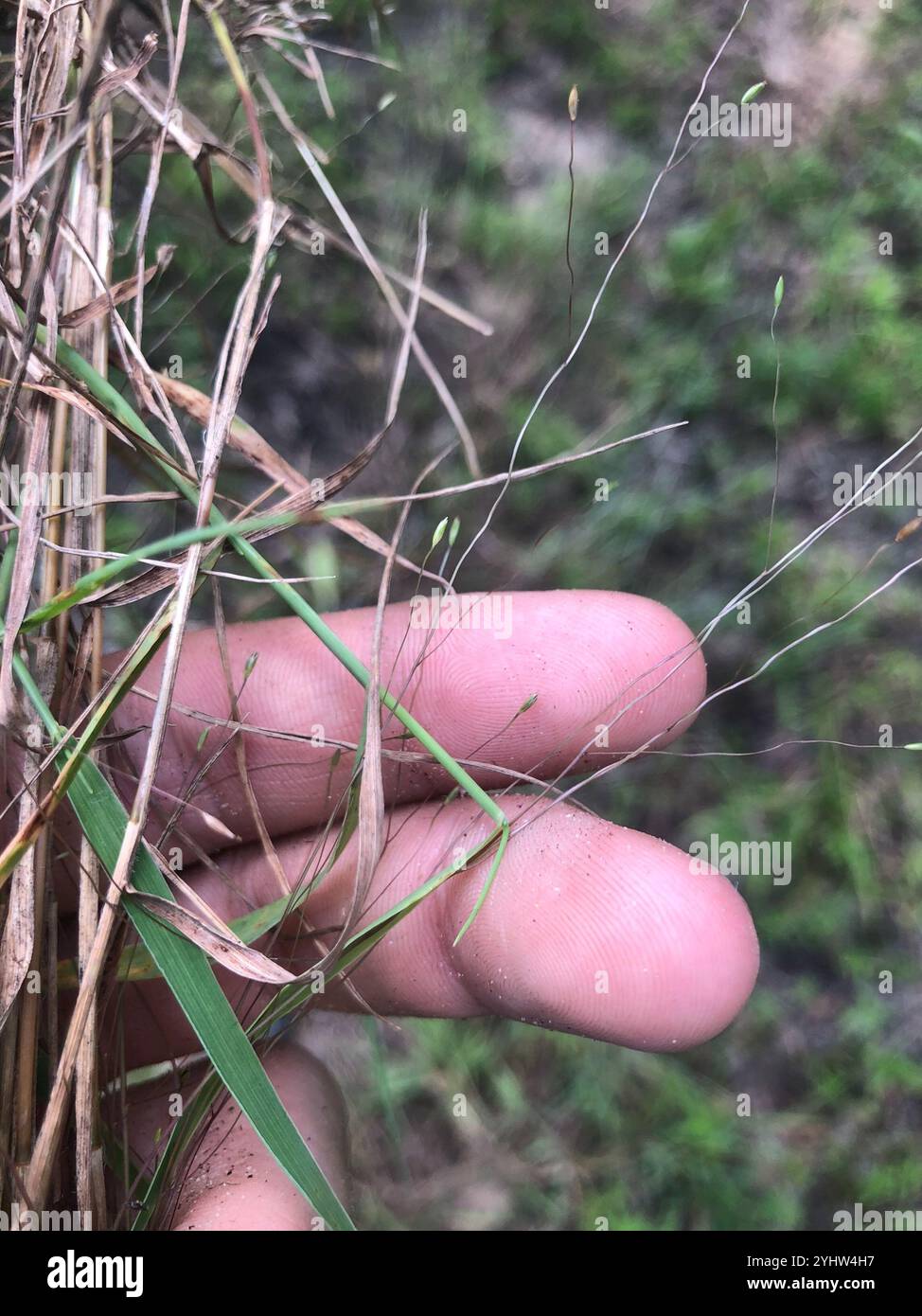 Fall Witchgrass (Digitaria cognata Stock Photo - Alamy