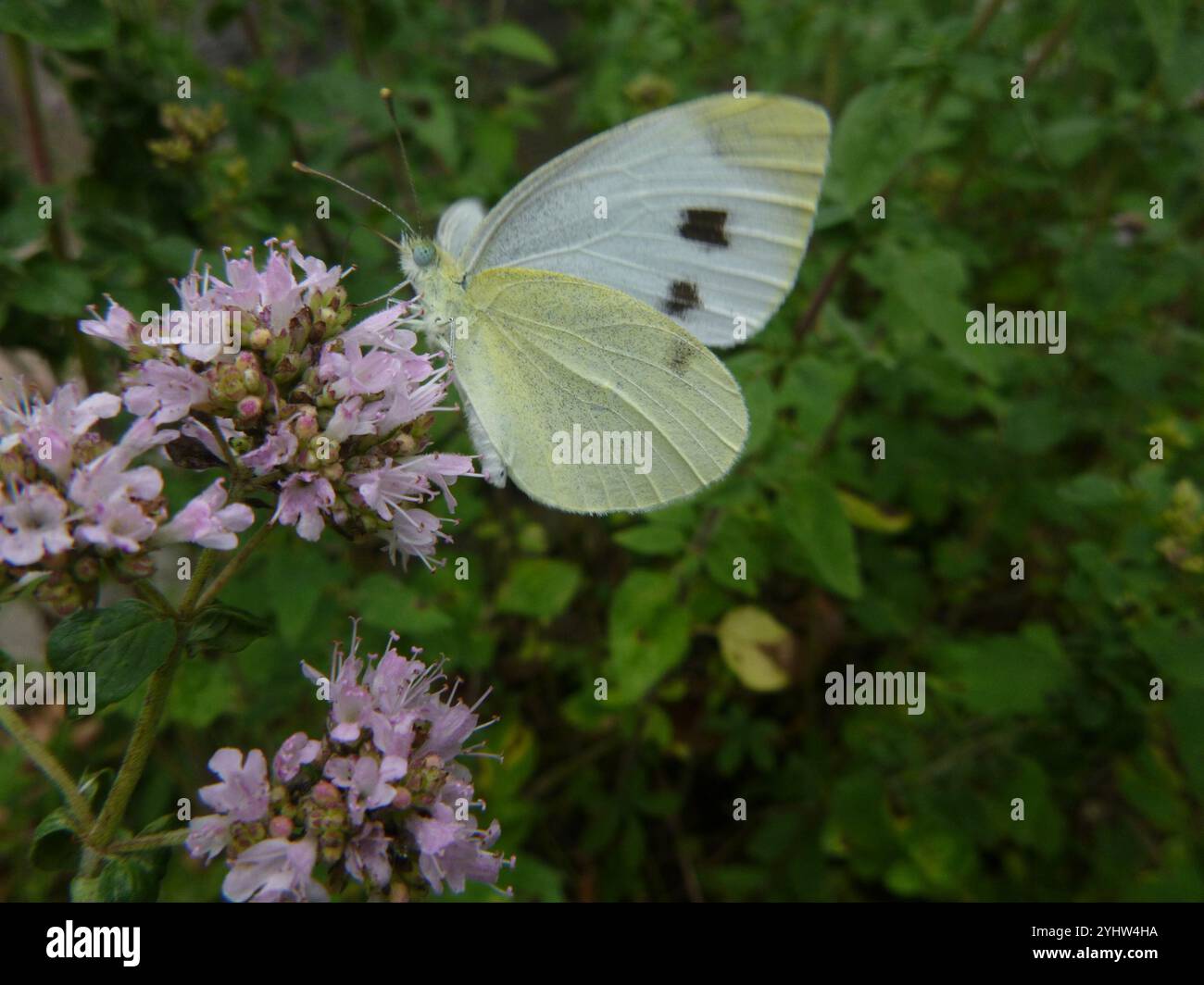 Southern Small White (Pieris mannii Stock Photo - Alamy