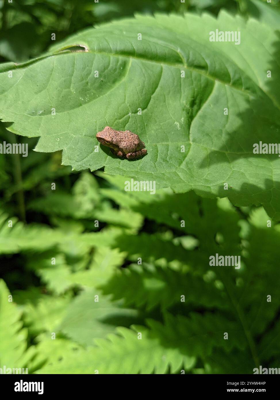 Spring Peeper (Pseudacris crucifer Stock Photo - Alamy