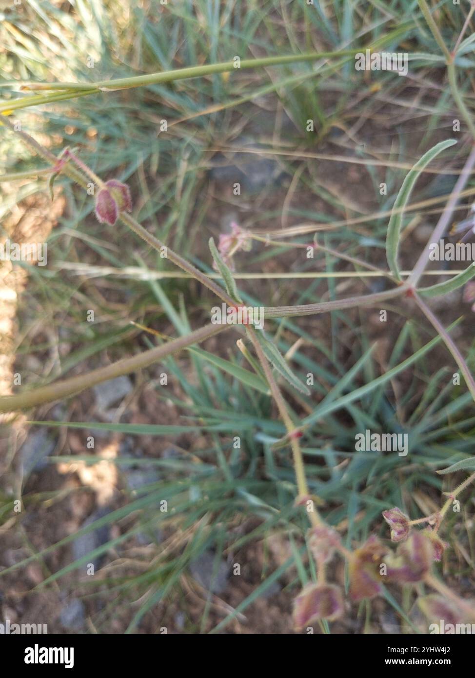 Narrowleaf Four o'Clock (Mirabilis linearis Stock Photo - Alamy