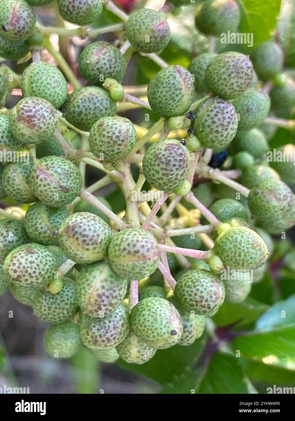 Hercules' club (Zanthoxylum clava-herculis Stock Photo - Alamy