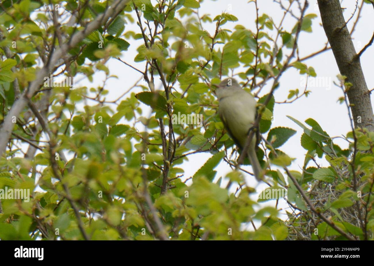 Northern Beardless-Tyrannulet (Camptostoma imberbe Stock Photo - Alamy