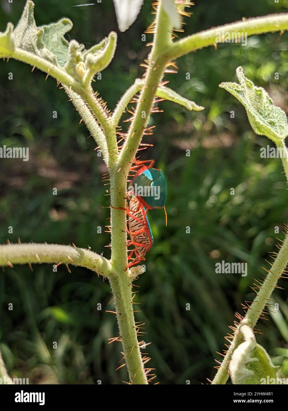 Edessa rufomarginata hi-res stock photography and images - Alamy