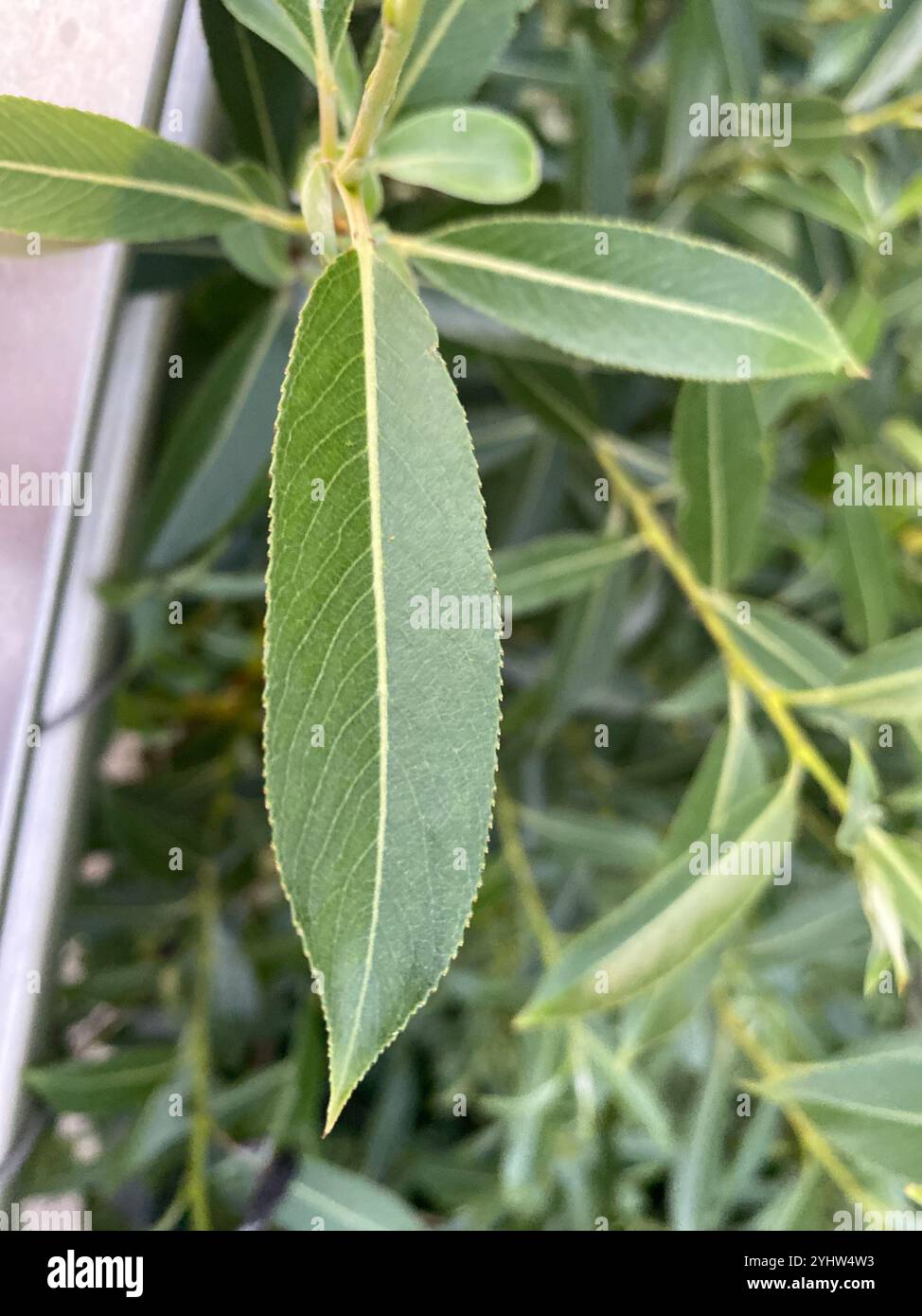 hybrid crack willow (Salix × fragilis Stock Photo - Alamy
