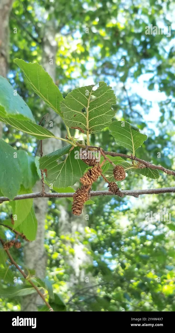 white alder (Alnus rhombifolia Stock Photo - Alamy